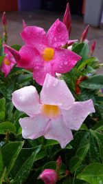 How to Grow Mandevilla in a Pot Secrets - Blooming Anomaly