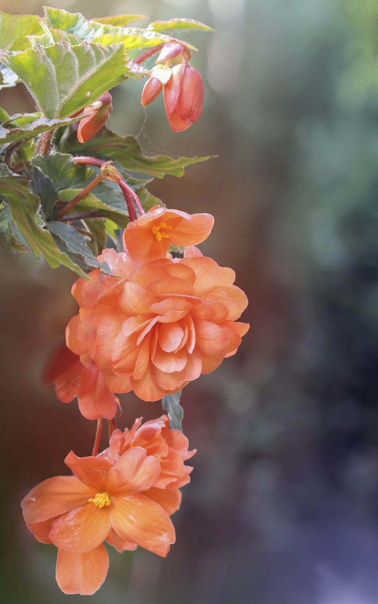 Begonia Hanging Basket Care for Beginners - Blooming Anomaly