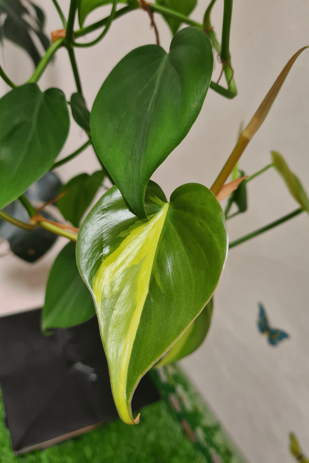 Simple Propagate Philodendron Brasil Guide - Blooming Anomaly