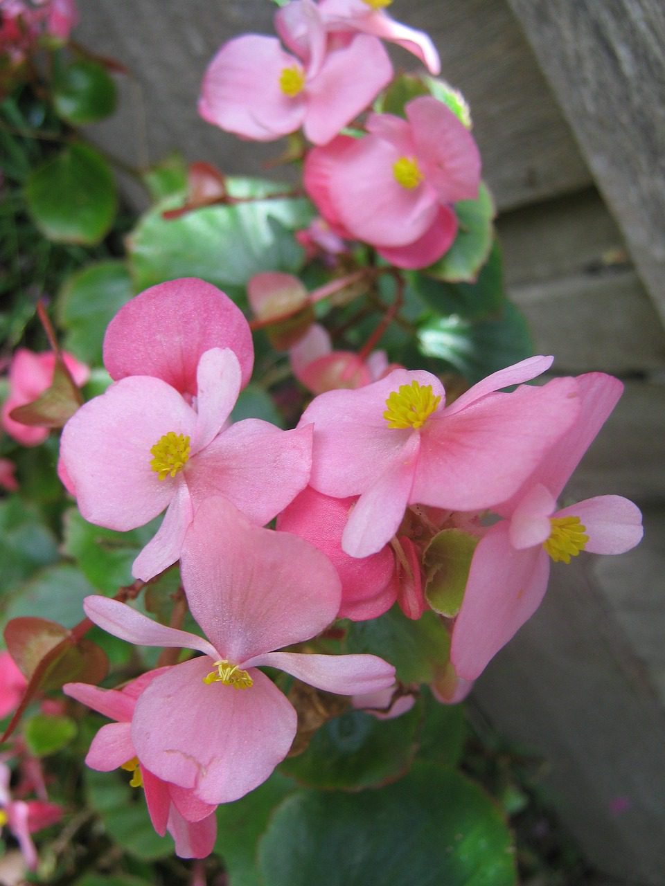 Begonia Hanging Basket Care for Beginners - Blooming Anomaly