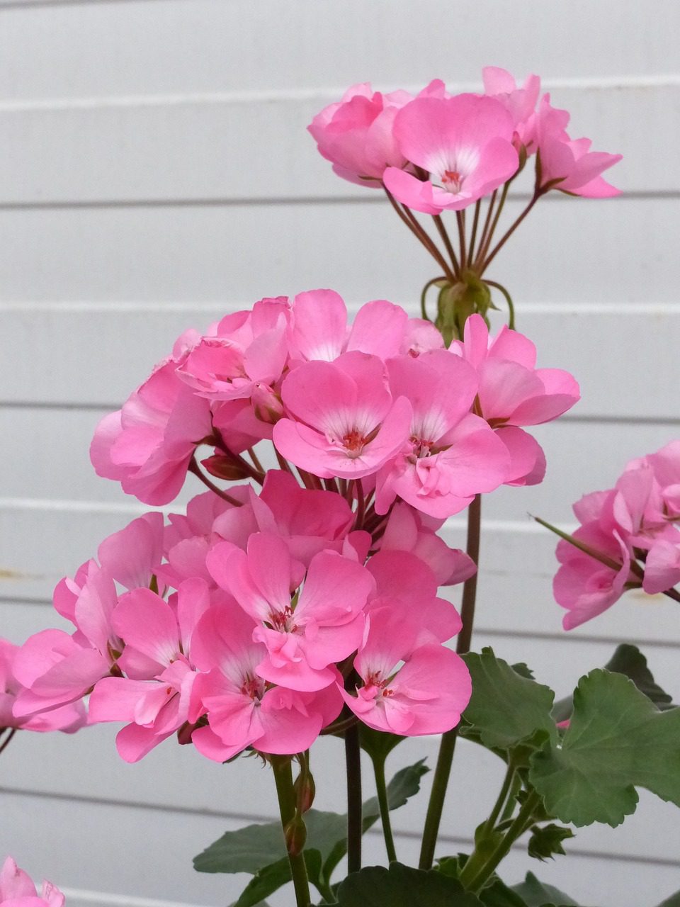 Geranium Hanging Basket Care for Beginners - Blooming Anomaly