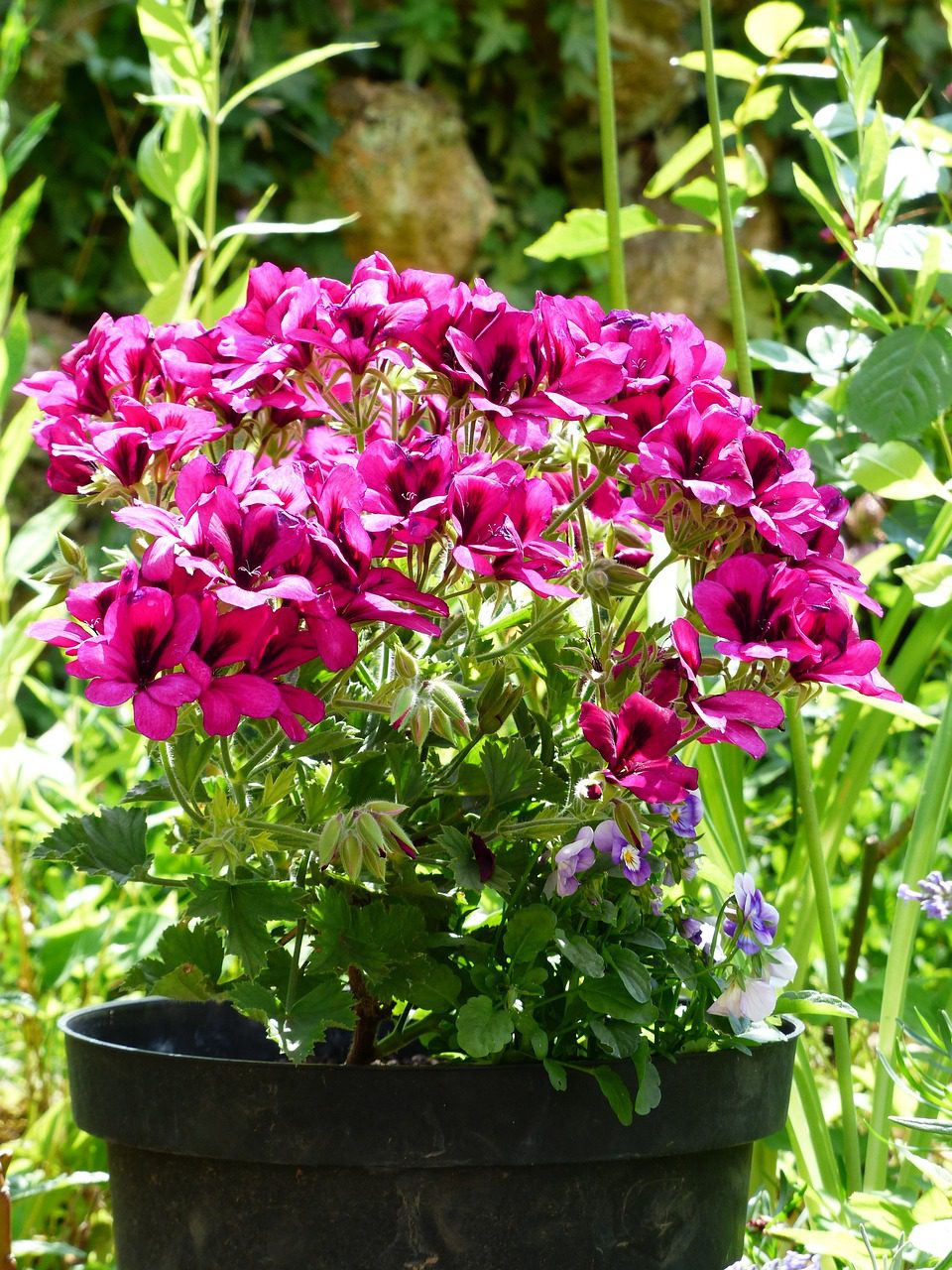 Geranium Hanging Basket Care for Beginners - Blooming Anomaly
