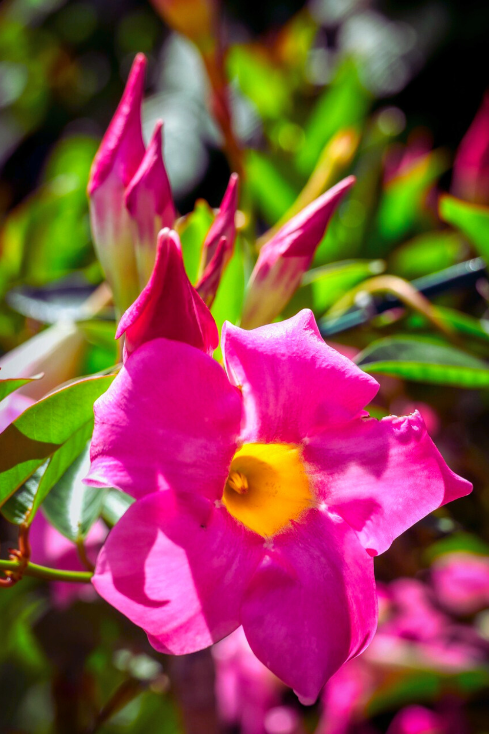 How to Grow Mandevilla in a Pot Secrets - Blooming Anomaly