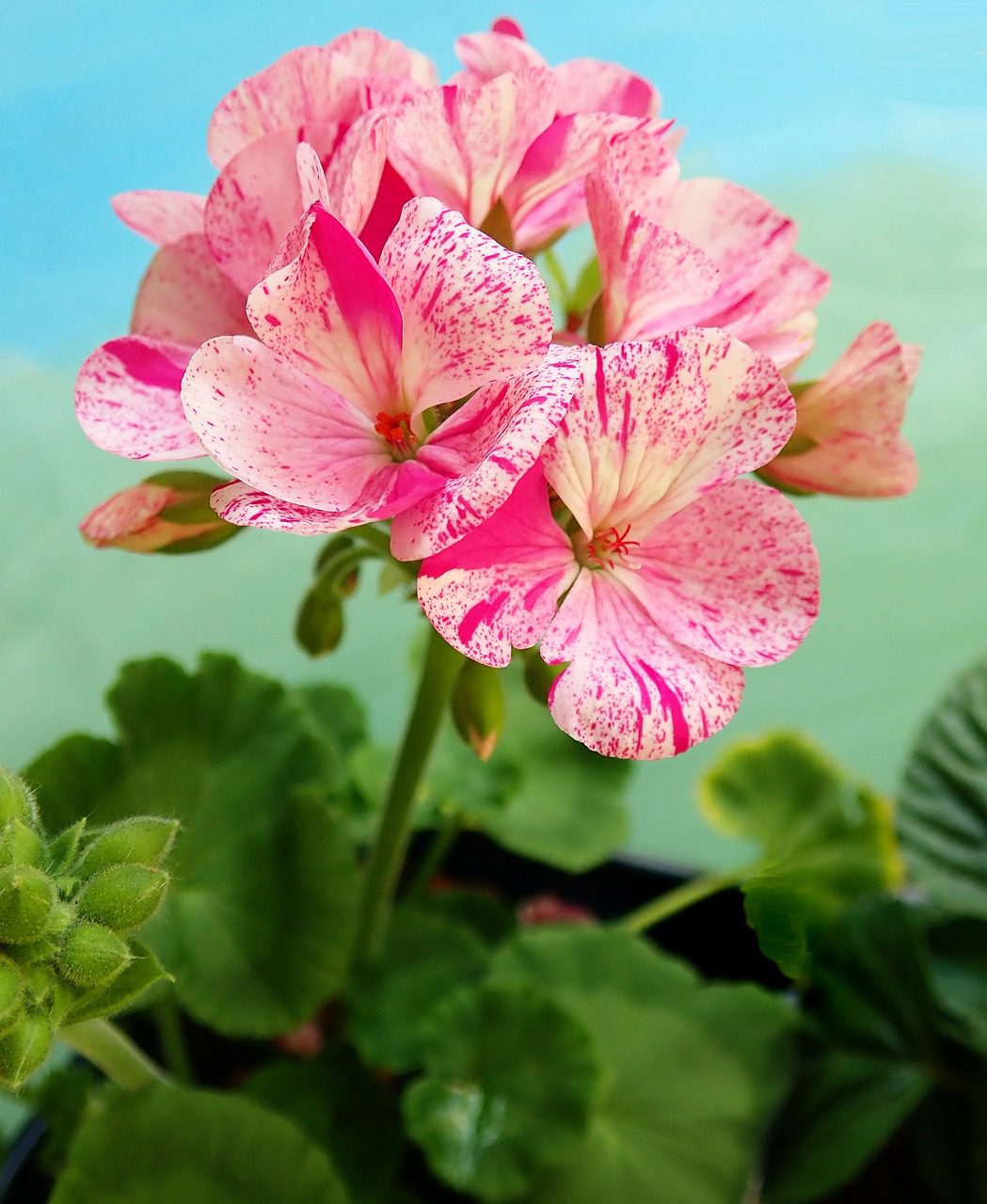 Geranium Hanging Basket Care for Beginners - Blooming Anomaly
