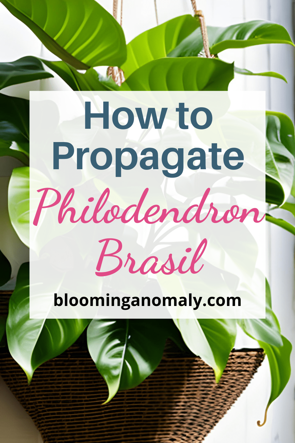 Simple Propagate Philodendron Brasil Guide - Blooming Anomaly