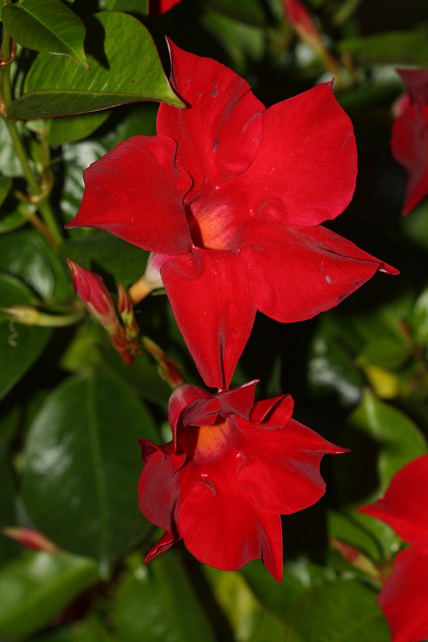 How to Grow Mandevilla in a Pot Secrets - Blooming Anomaly