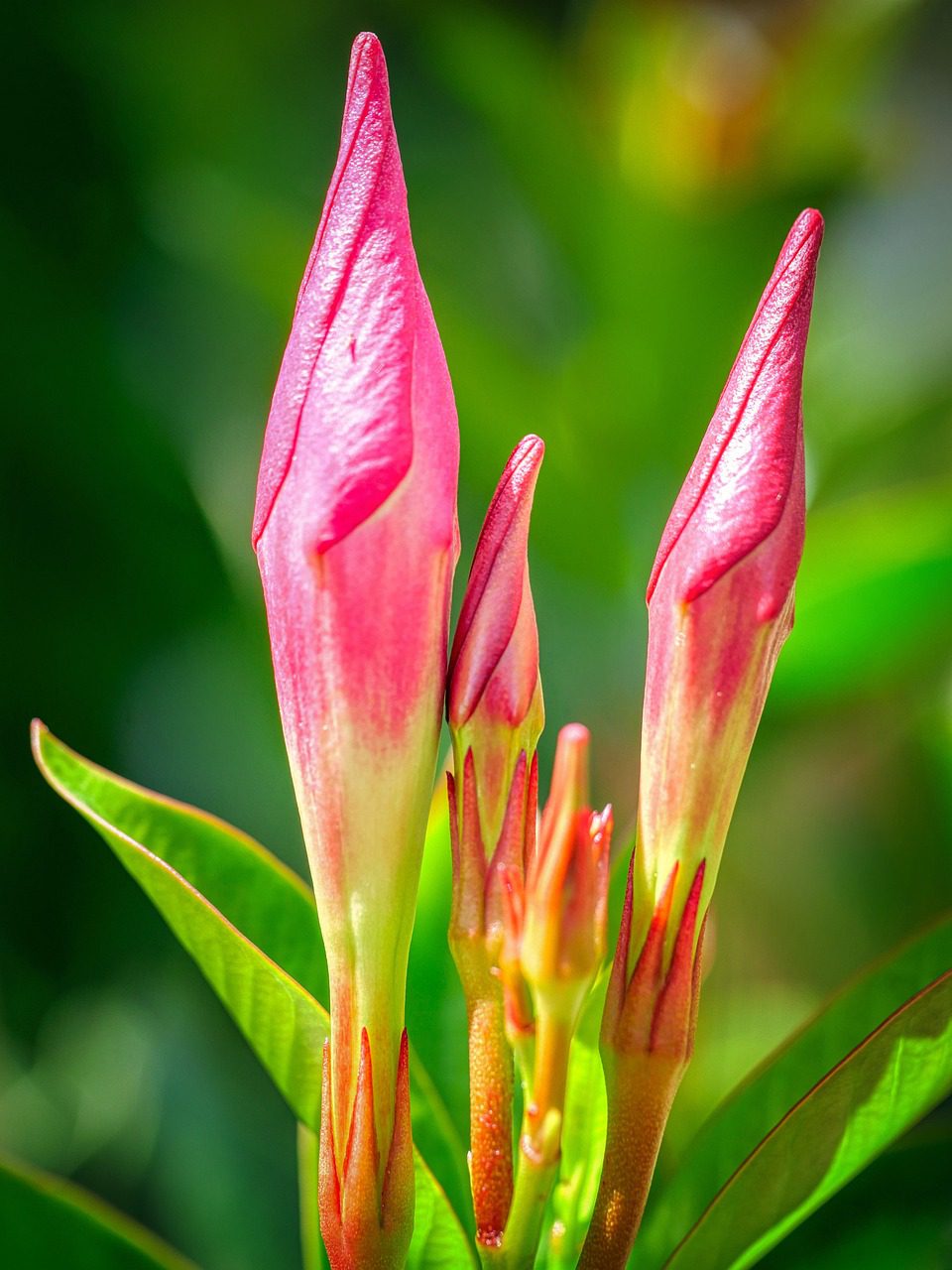 How to Grow Mandevilla in a Pot Secrets - Blooming Anomaly