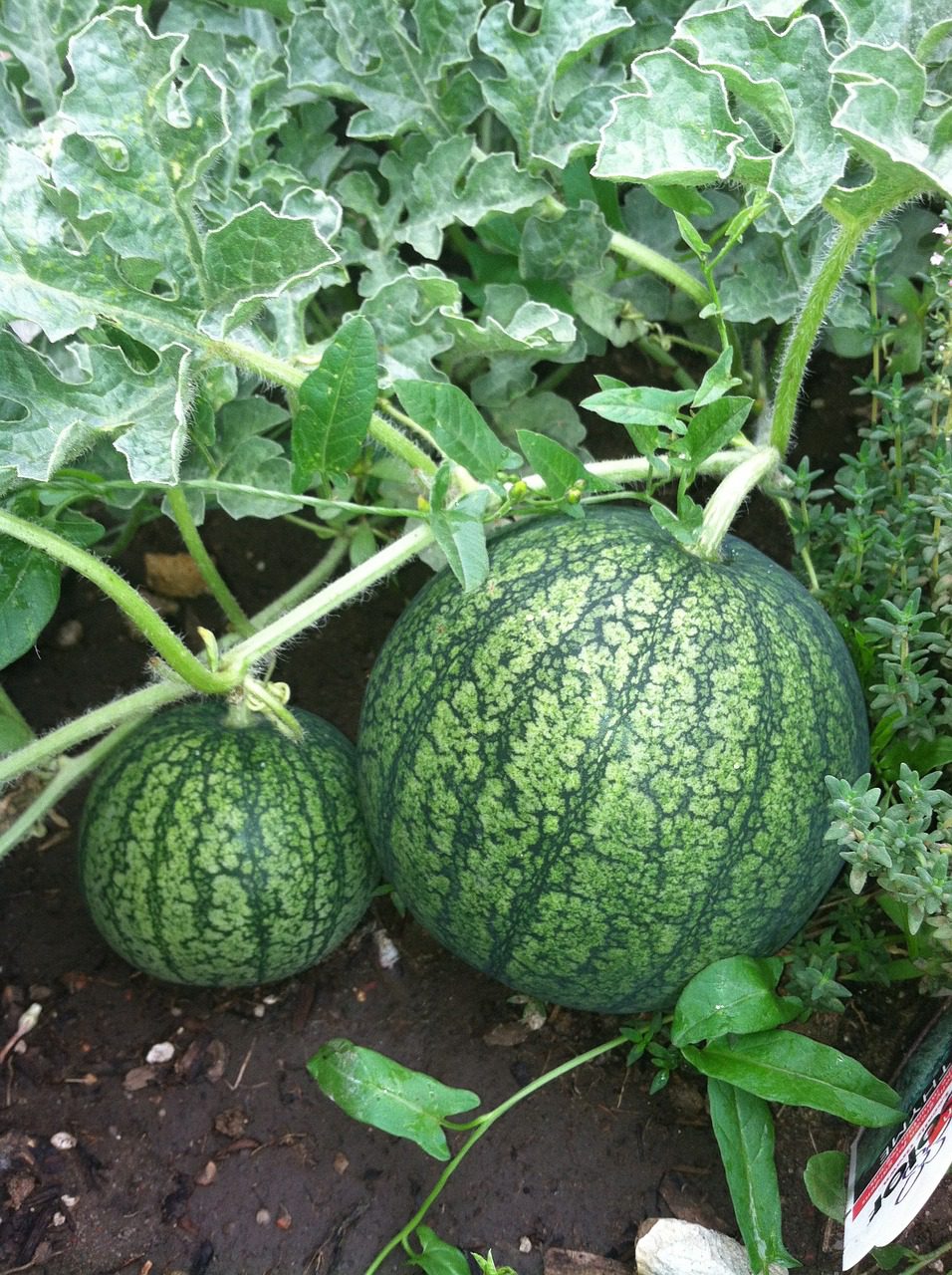 Growing Watermelon Plant Stages Guide - Blooming Anomaly