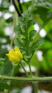 Growing Watermelon Plant Stages Guide - Blooming Anomaly