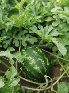 Growing Watermelon Plant Stages Guide - Blooming Anomaly