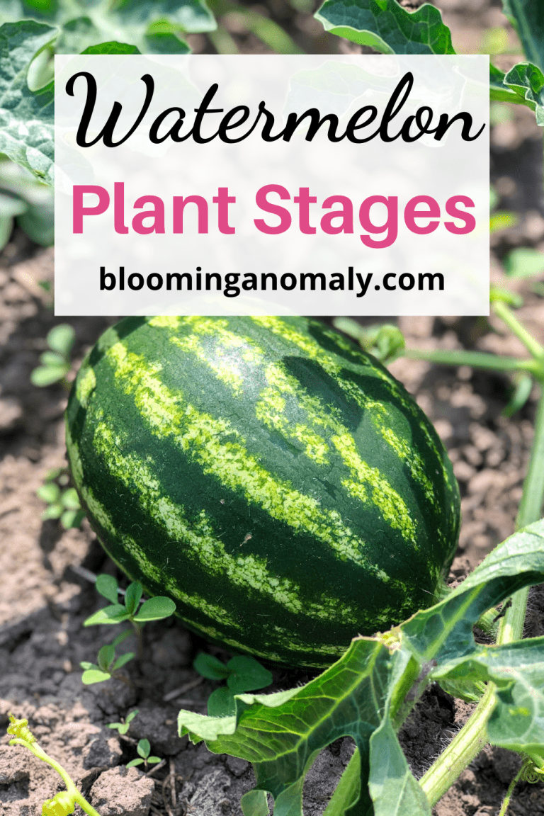 Growing Watermelon Plant Stages Guide - Blooming Anomaly