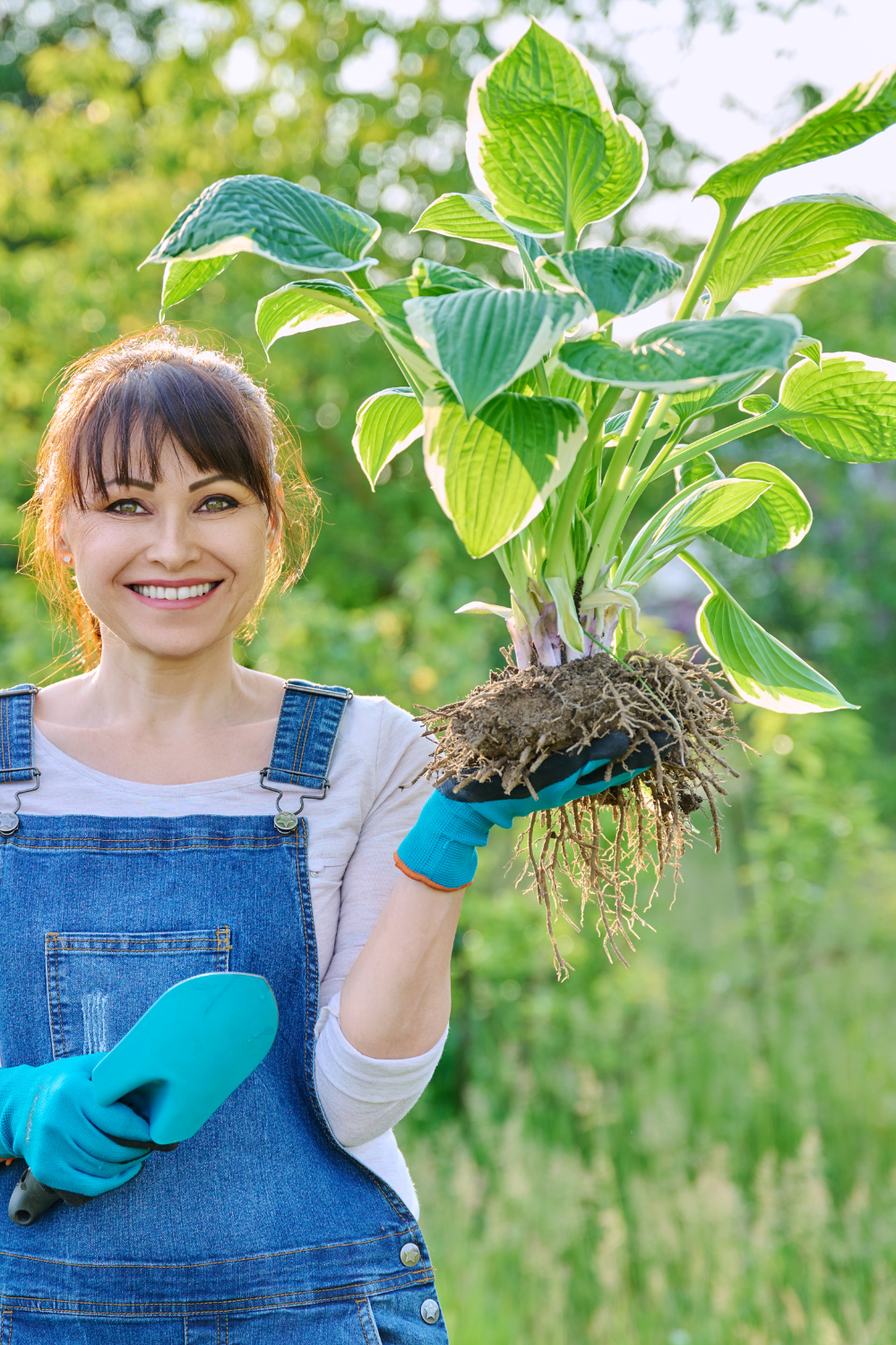 Easy How to Plant Hosta Roots Care Tips - Blooming Anomaly