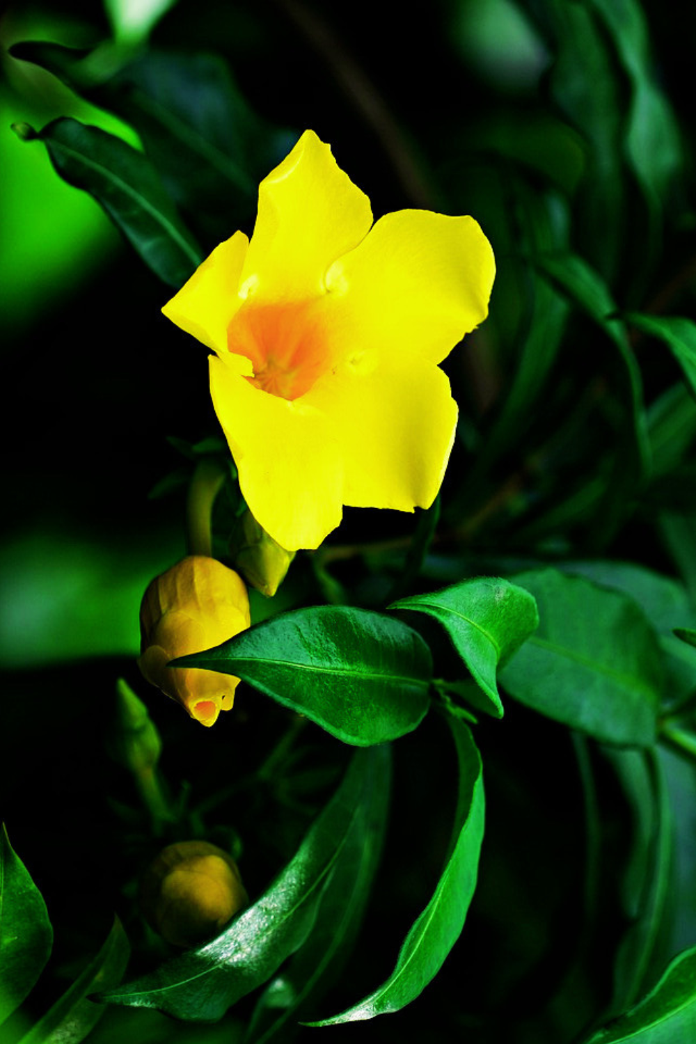 How to Grow Mandevilla in a Pot Secrets - Blooming Anomaly