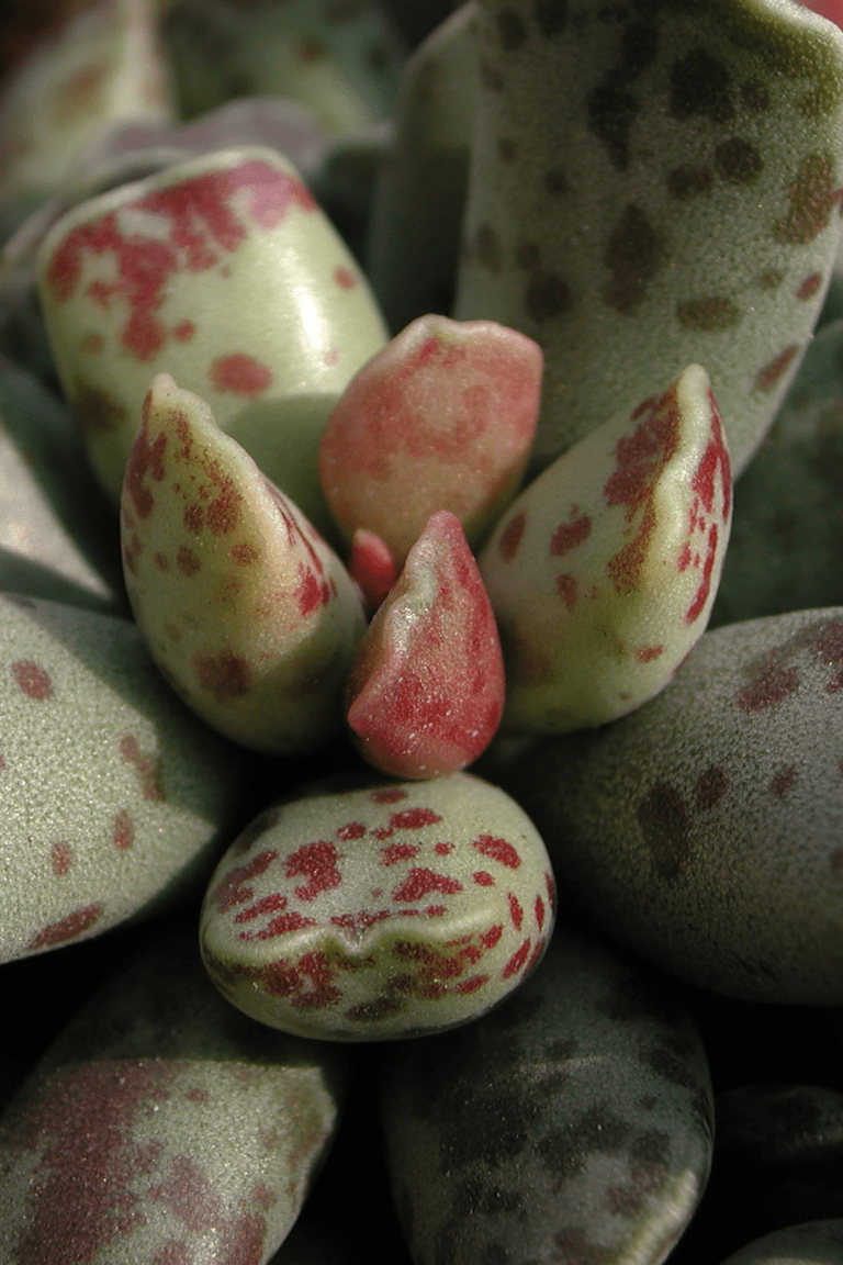 24 of the Most Expensive Succulents in the World - Blooming Anomaly