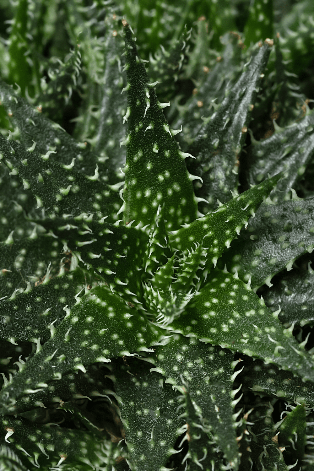 24 of the Most Expensive Succulents in the World - Blooming Anomaly