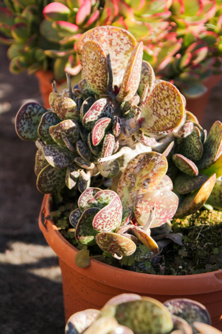 24 of the Most Expensive Succulents in the World - Blooming Anomaly