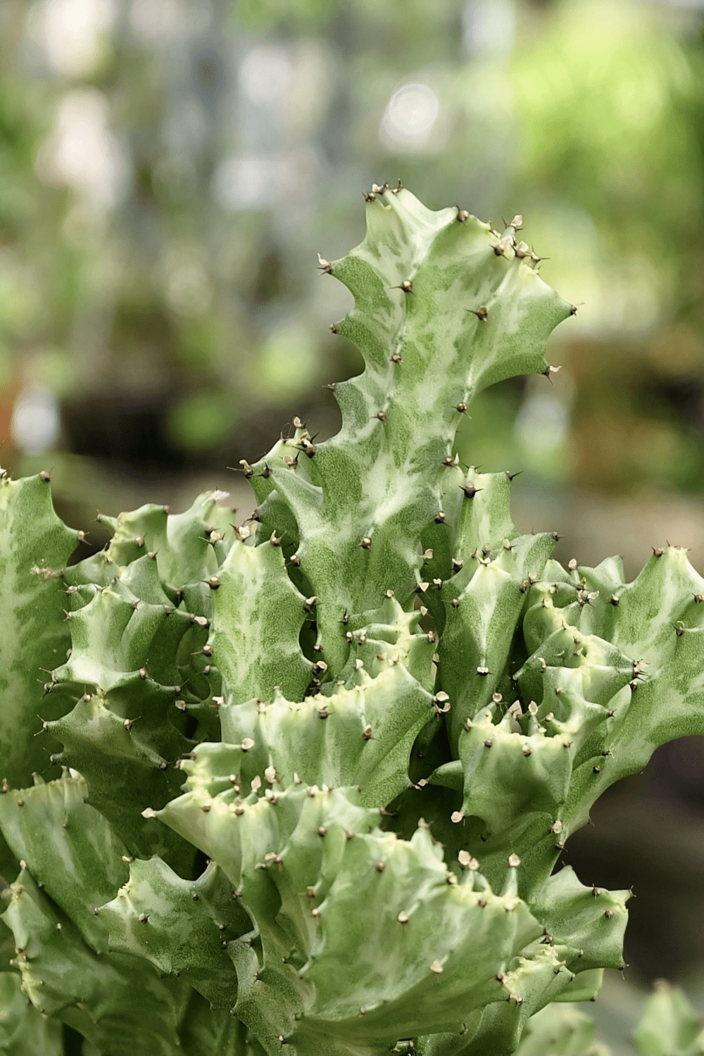 25 Popular Tall Succulent Types to Grow - Blooming Anomaly