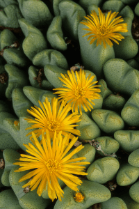 24 of the Most Expensive Succulents in the World - Blooming Anomaly