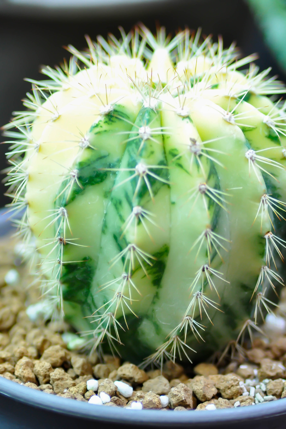 24 of the Most Expensive Succulents in the World - Blooming Anomaly