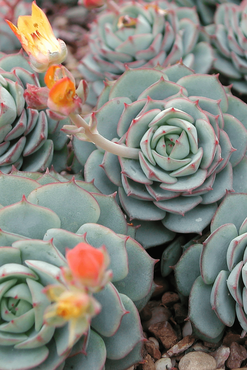 24 of the Most Expensive Succulents in the World - Blooming Anomaly