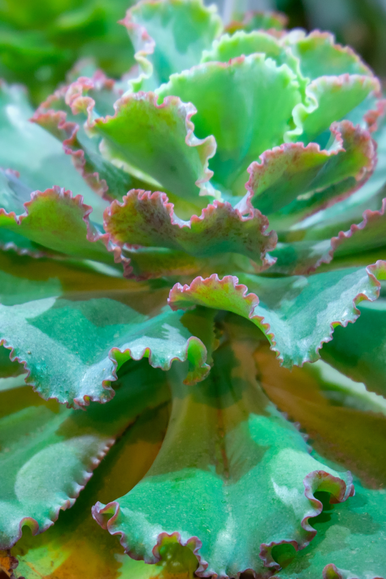 24 of the Most Expensive Succulents in the World - Blooming Anomaly