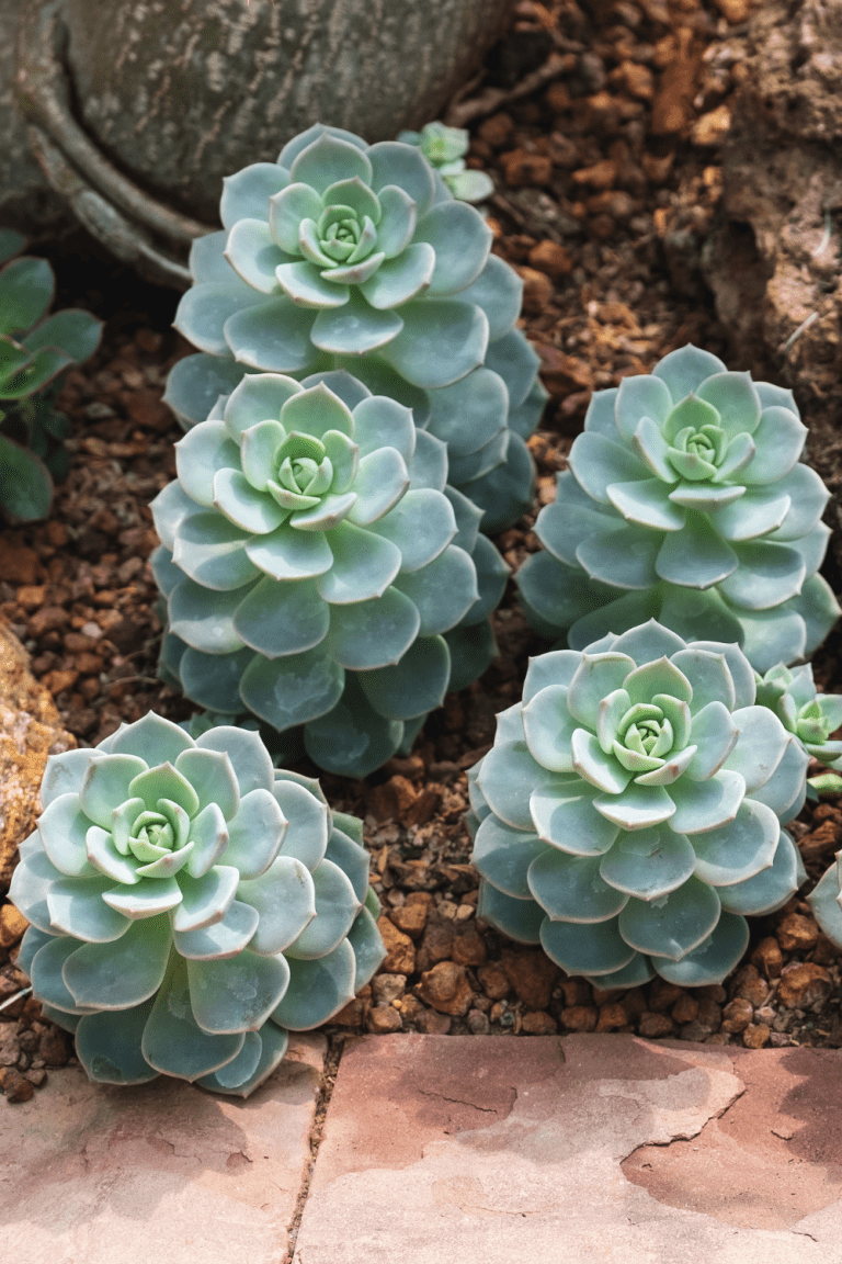 24 of the Most Expensive Succulents in the World - Blooming Anomaly