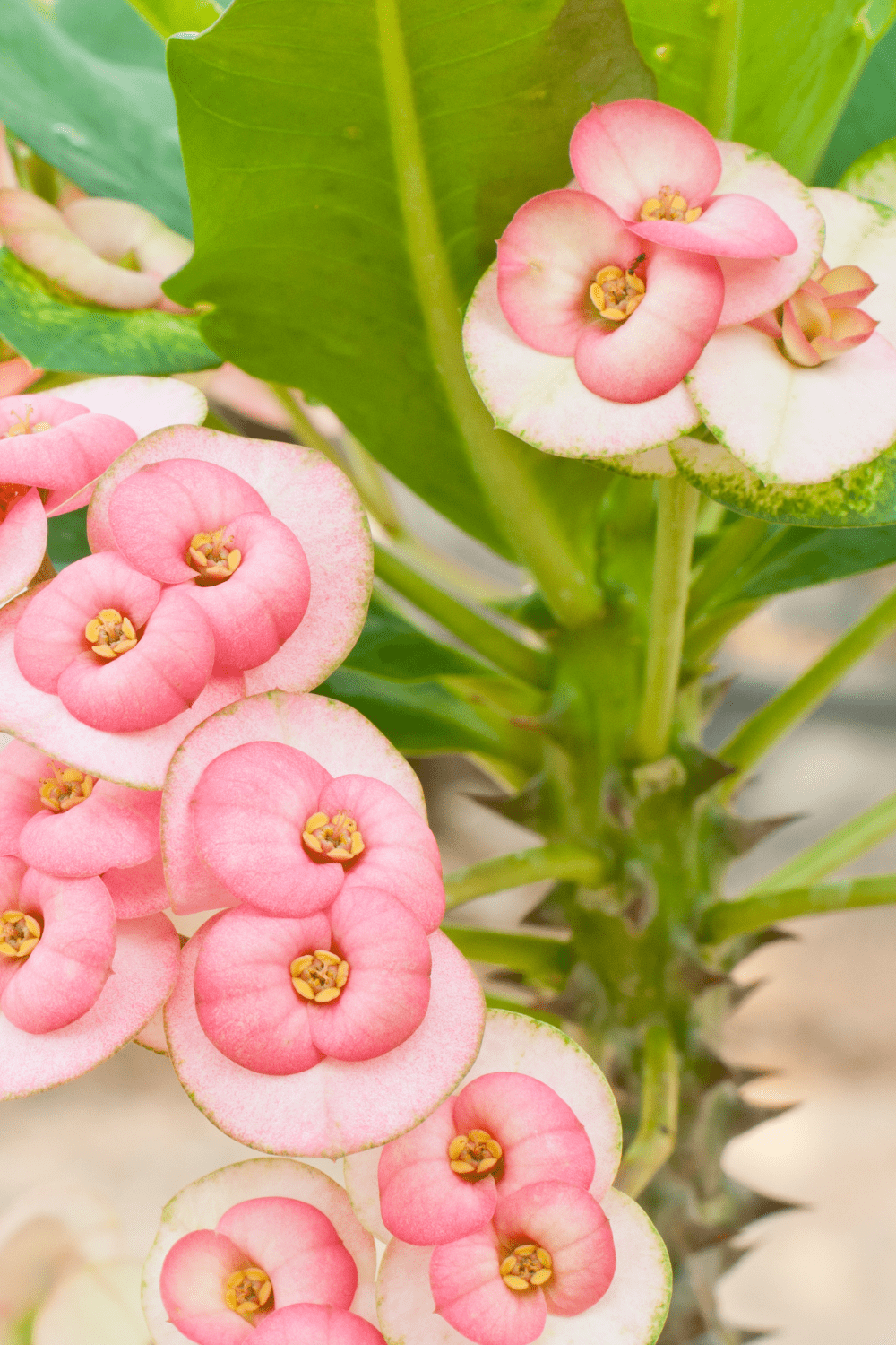 25 Popular Tall Succulent Types to Grow - Blooming Anomaly