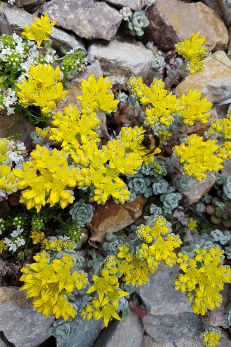Amazing Types of Sedum Succulents to Grow - Blooming Anomaly