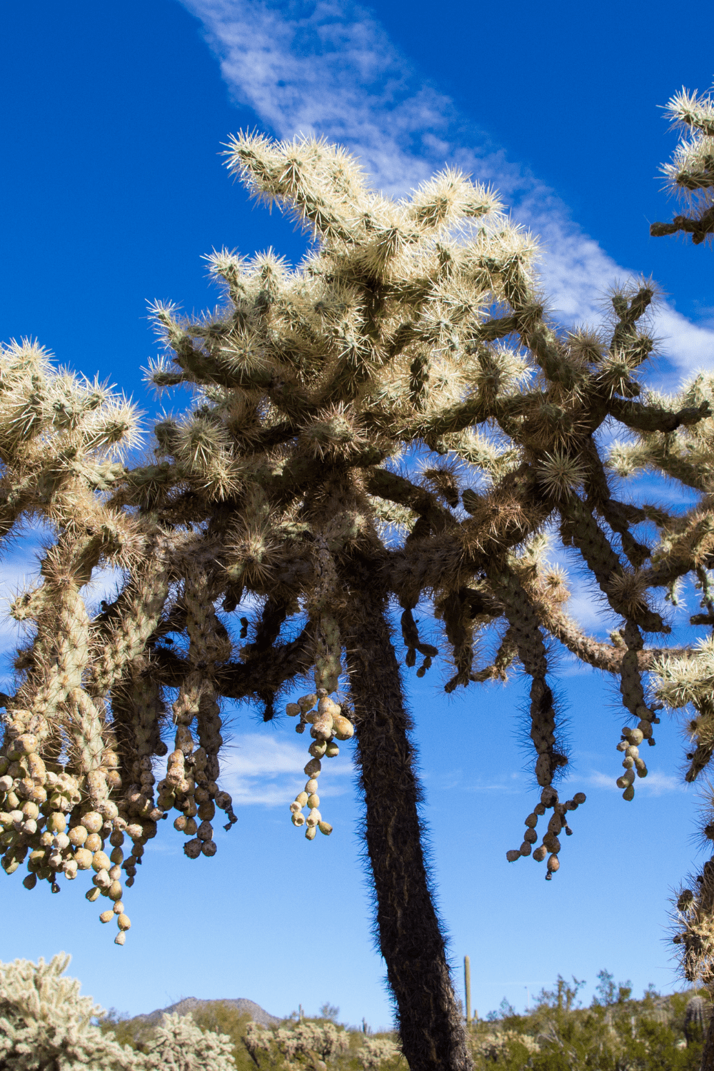 25 Popular Tall Succulent Types to Grow - Blooming Anomaly