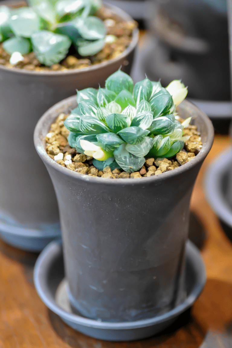 24 of the Most Expensive Succulents in the World - Blooming Anomaly