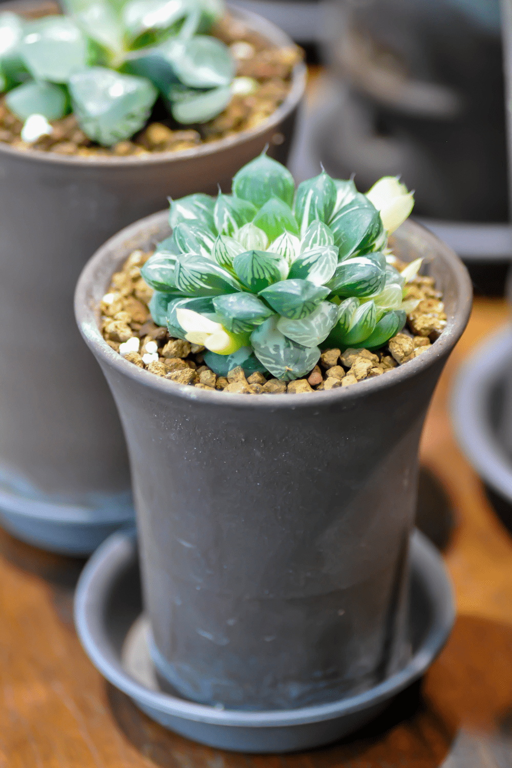 24 of the Most Expensive Succulents in the World - Blooming Anomaly