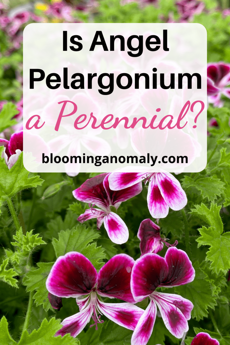 Is Angel Pelargonium a Perennial Plant Guide - Blooming Anomaly