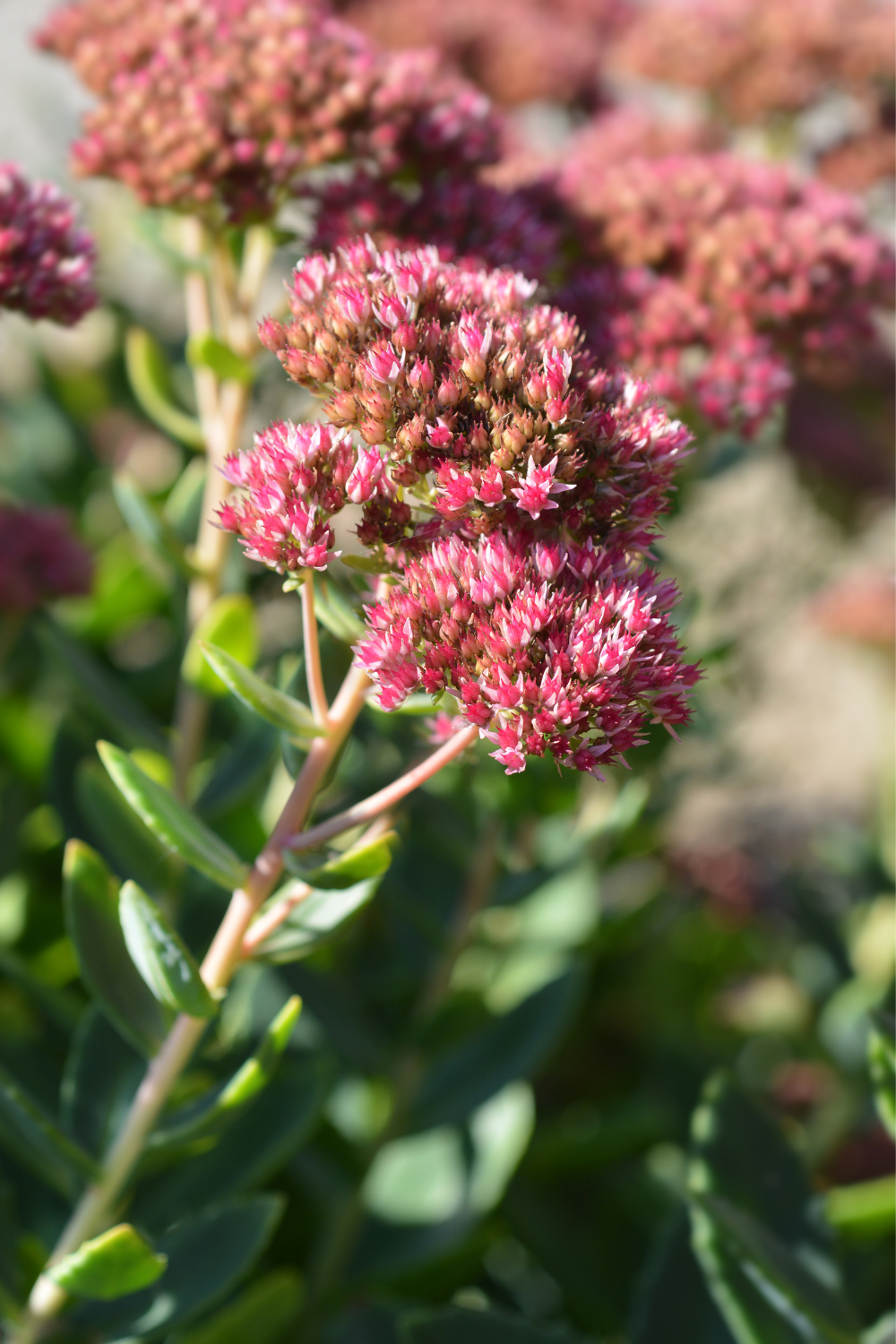 Amazing Types of Sedum Succulents to Grow - Blooming Anomaly