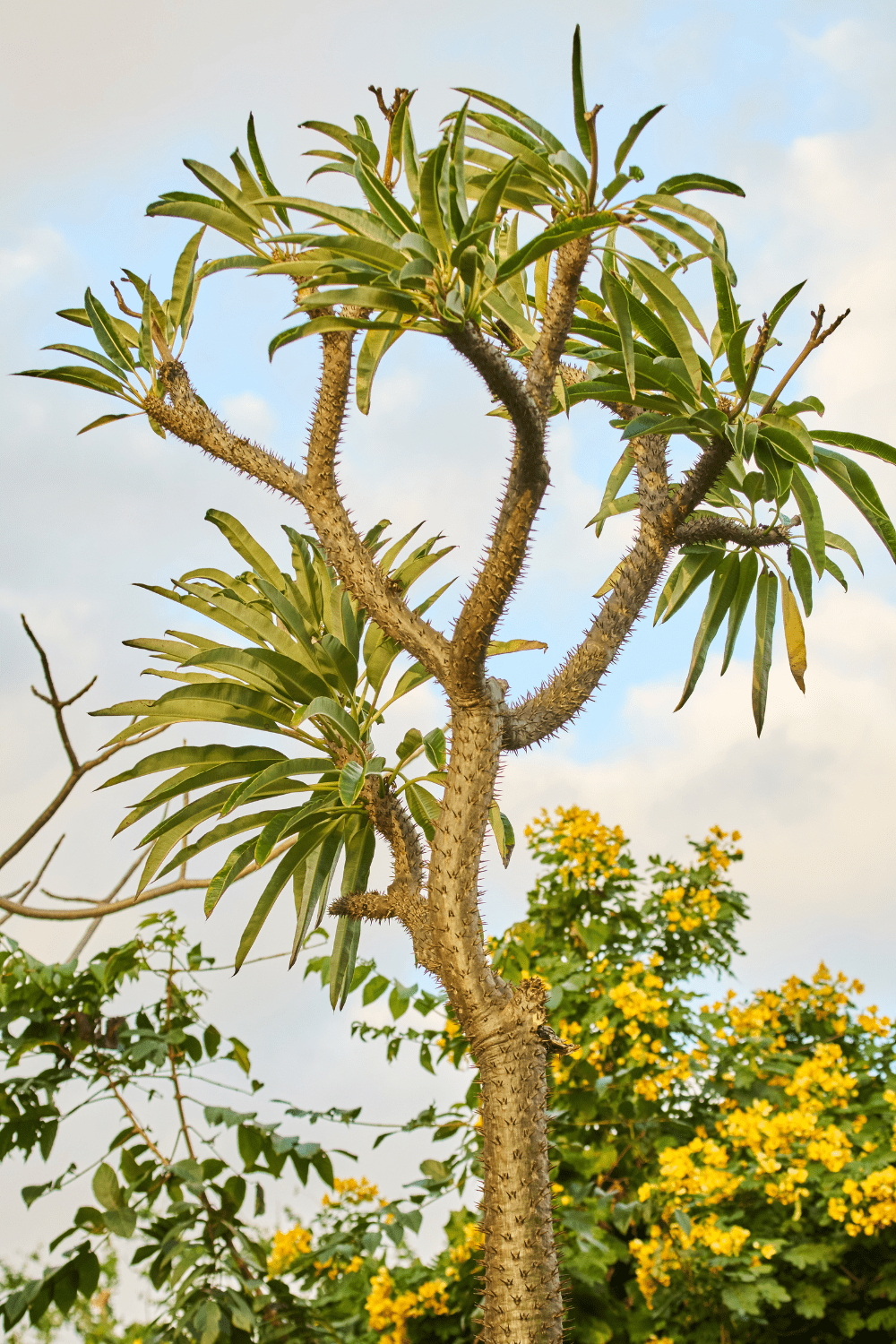 25 Popular Tall Succulent Types to Grow - Blooming Anomaly