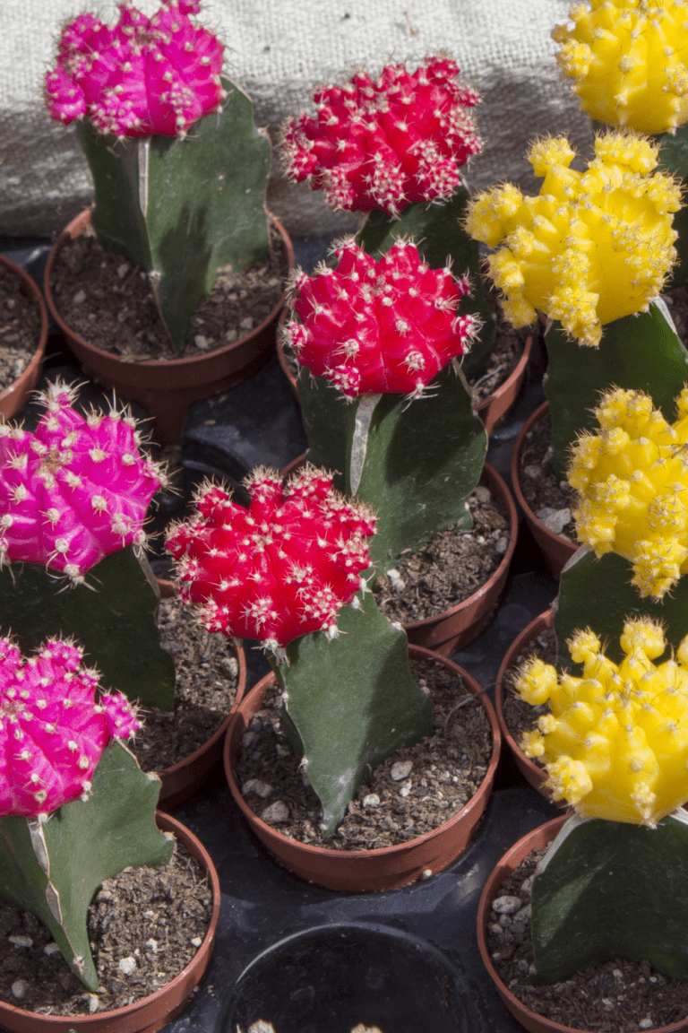 24 of the Most Expensive Succulents in the World - Blooming Anomaly