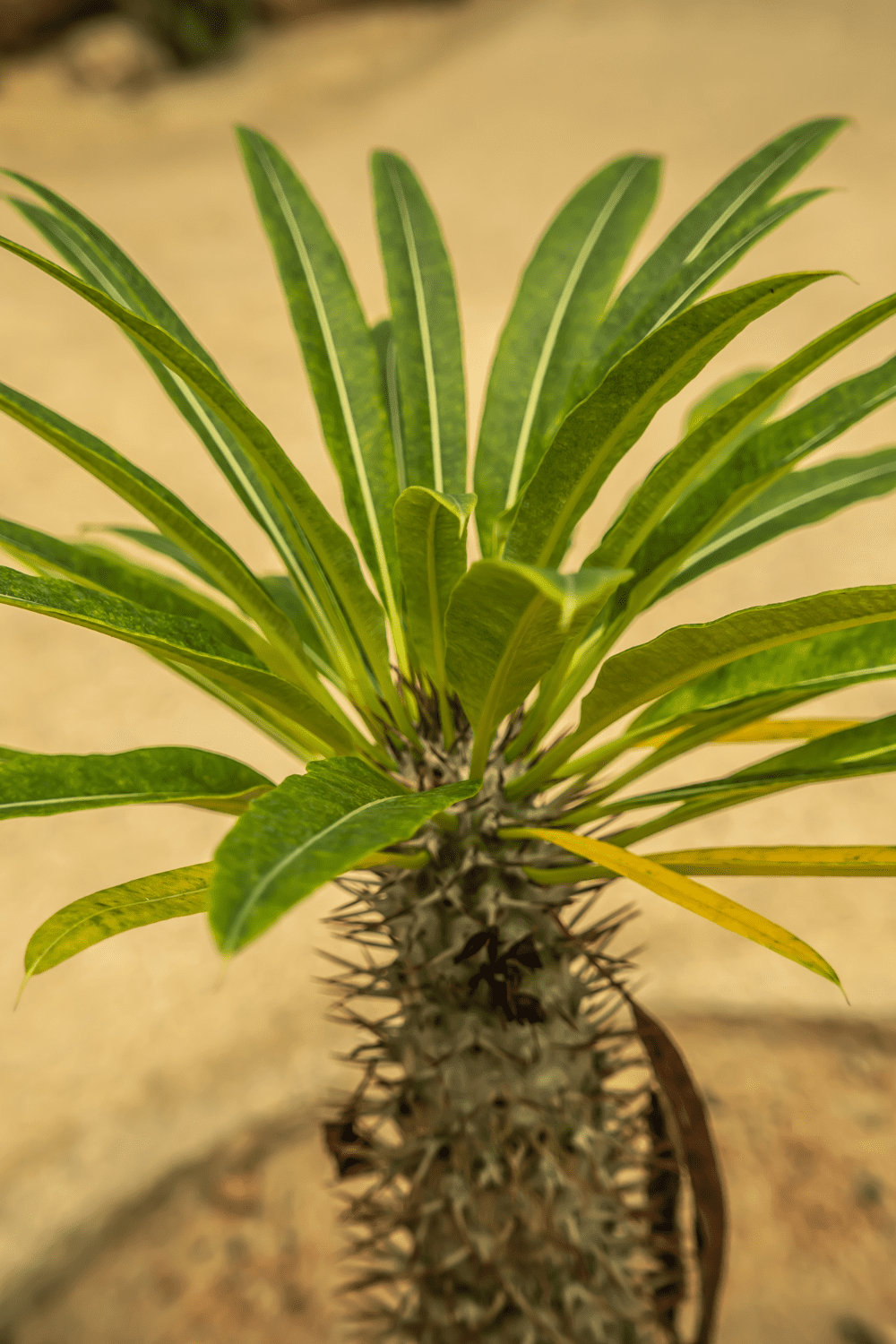 25 Popular Tall Succulent Types to Grow - Blooming Anomaly