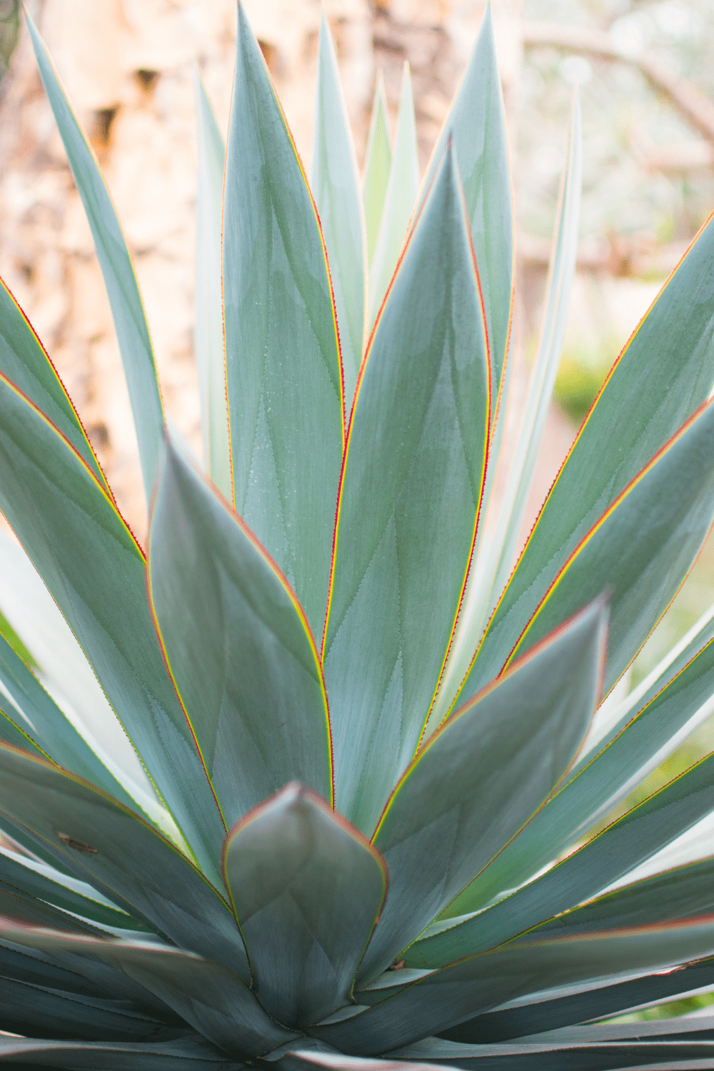 25 Popular Tall Succulent Types to Grow - Blooming Anomaly