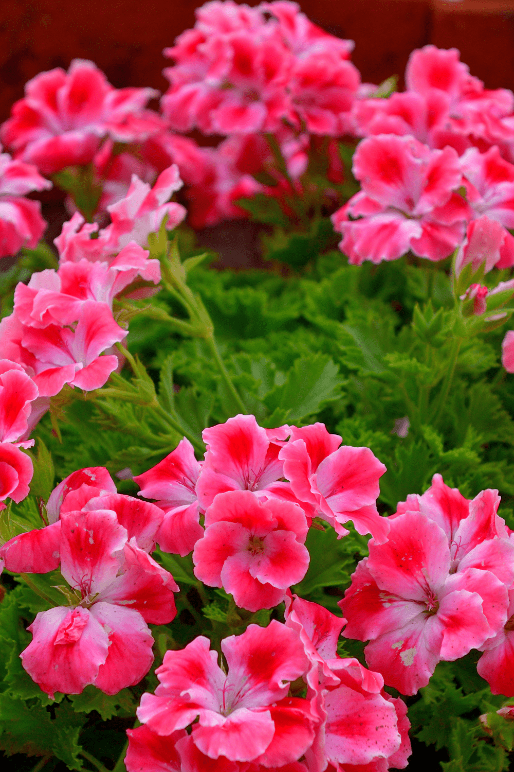 Is Angel Pelargonium a Perennial Plant Guide - Blooming Anomaly