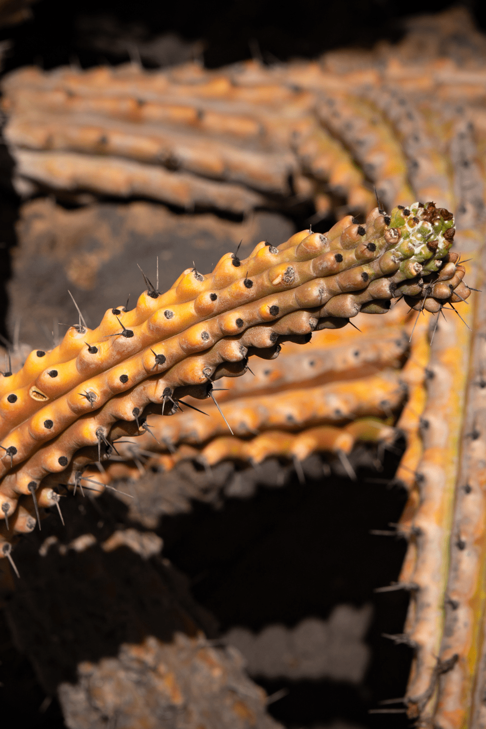 24 of the Most Expensive Succulents in the World - Blooming Anomaly