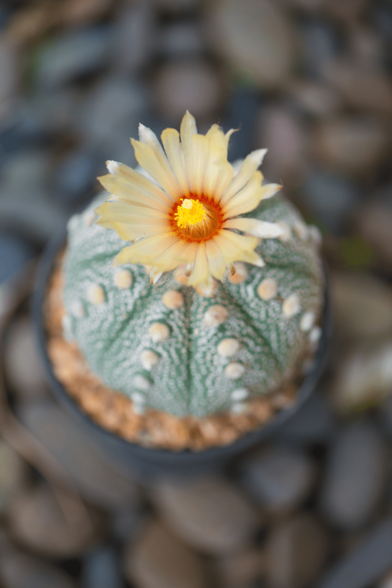 24 of the Most Expensive Succulents in the World - Blooming Anomaly