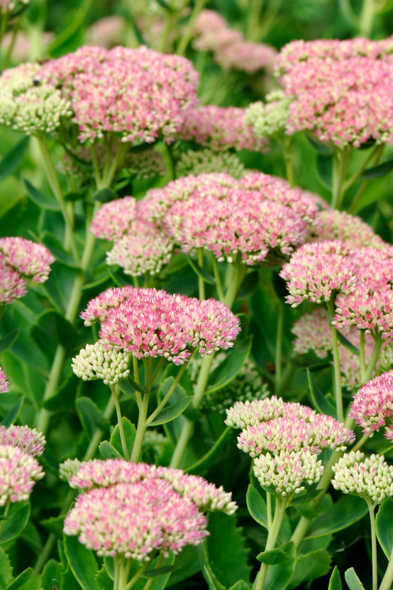 Amazing Types of Sedum Succulents to Grow - Blooming Anomaly