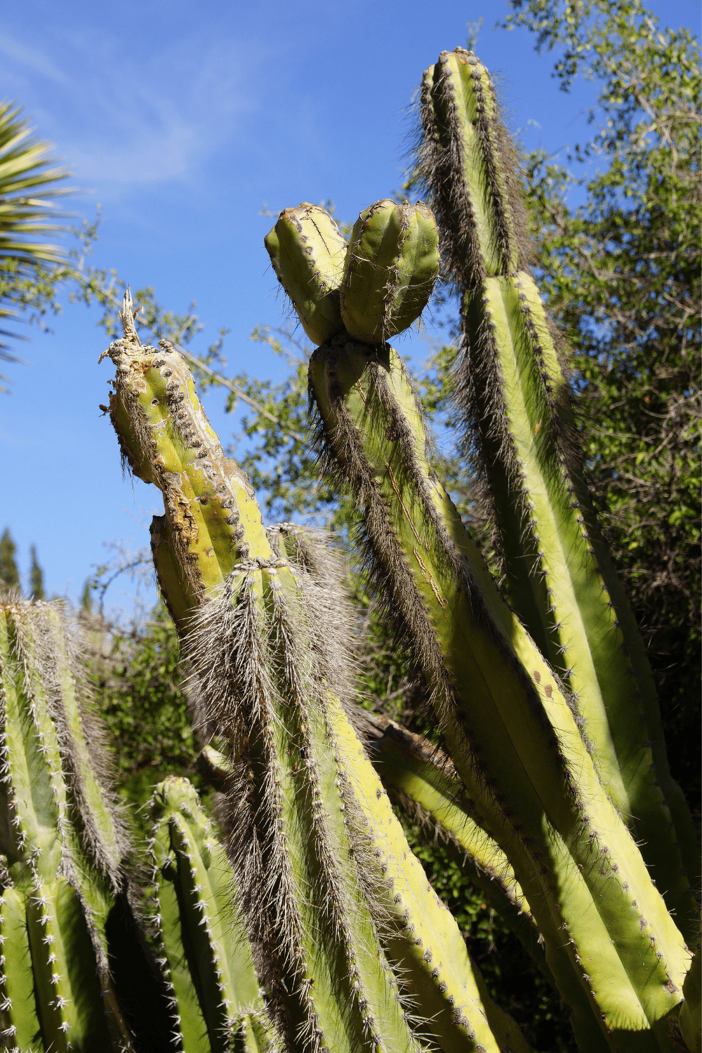 25 Popular Tall Succulent Types to Grow - Blooming Anomaly