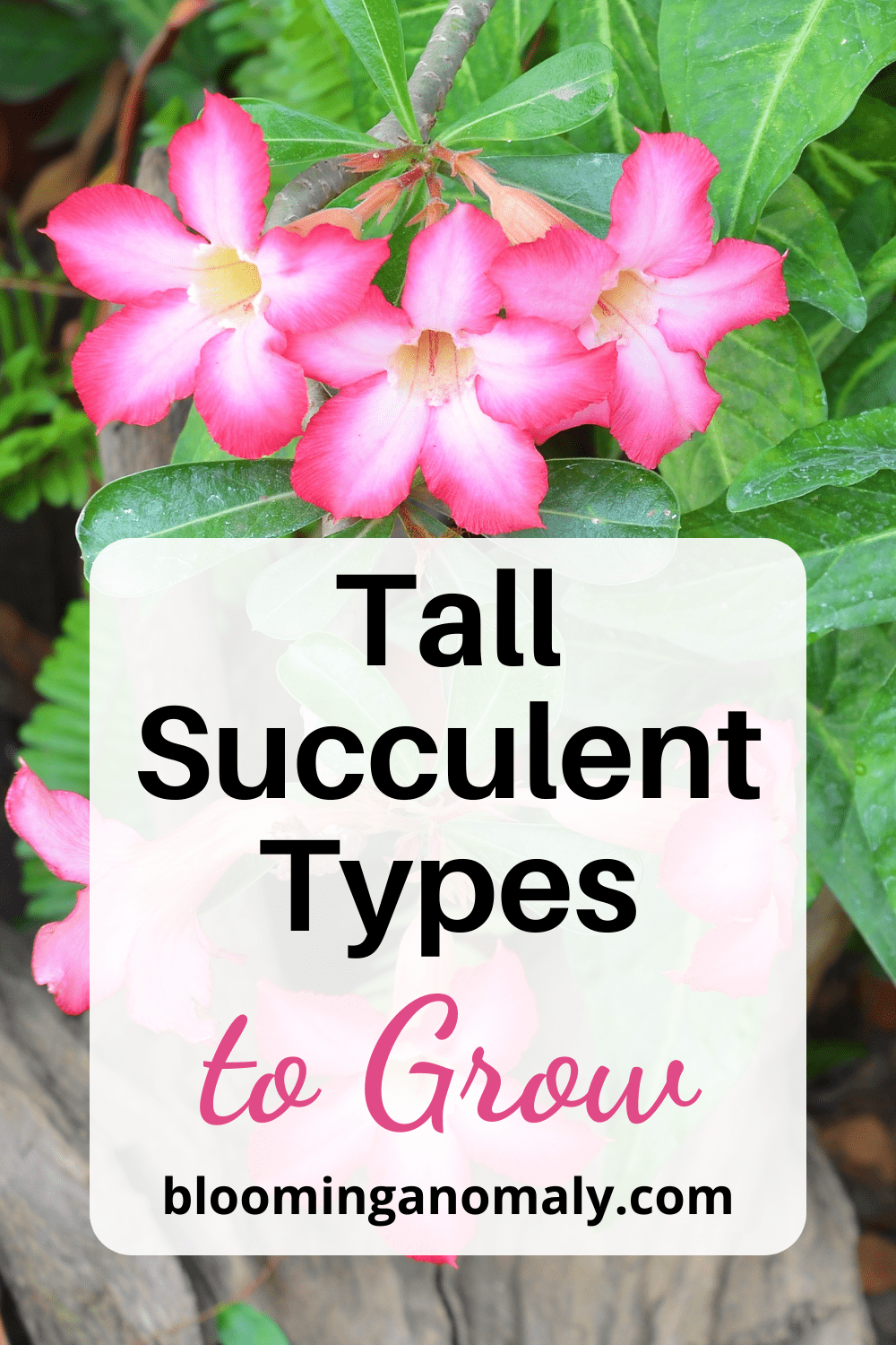 25 Popular Tall Succulent Types to Grow - Blooming Anomaly