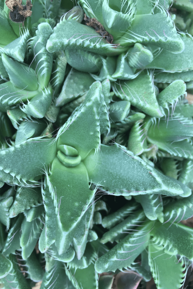 24 of the Most Expensive Succulents in the World - Blooming Anomaly