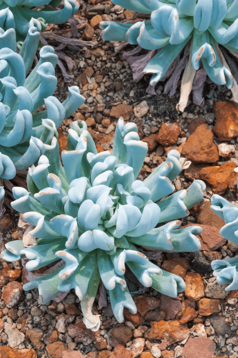 24 of the Most Expensive Succulents in the World - Blooming Anomaly