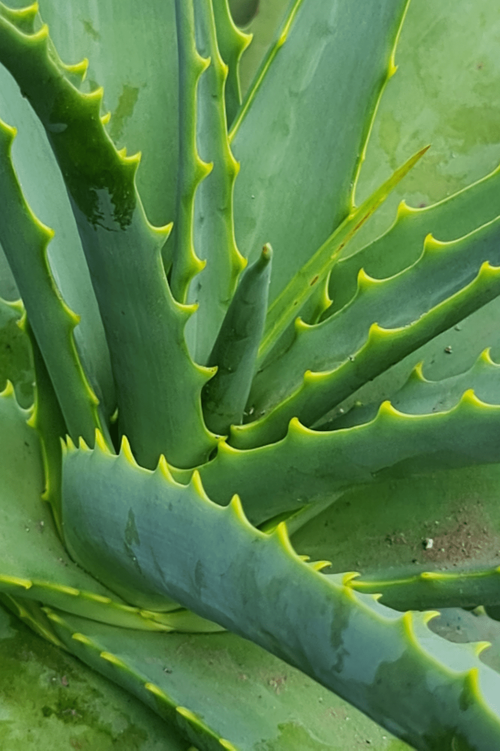 25 Popular Tall Succulent Types to Grow - Blooming Anomaly