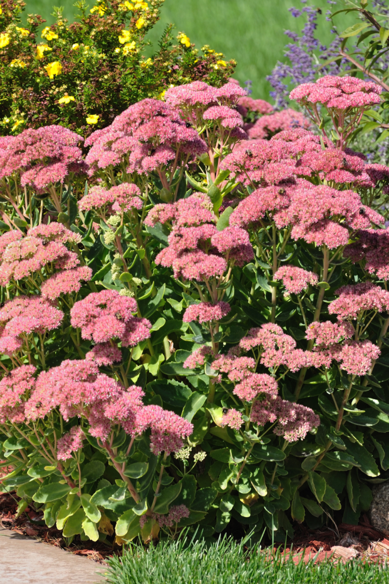 Amazing Types of Sedum Succulents to Grow - Blooming Anomaly