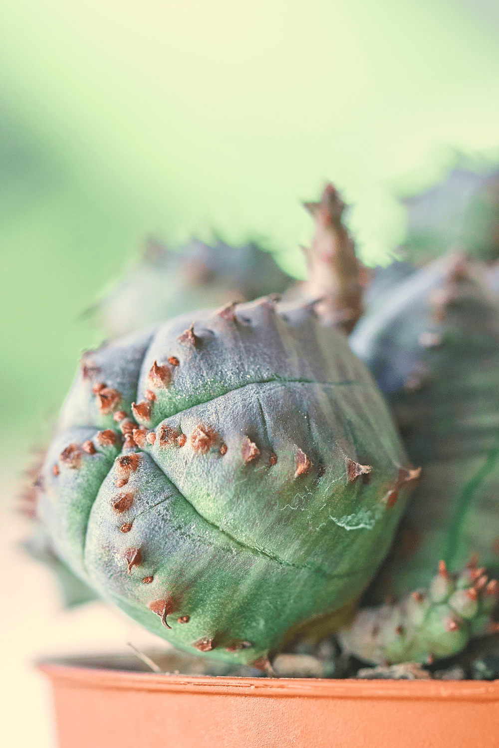 24 of the Most Expensive Succulents in the World - Blooming Anomaly