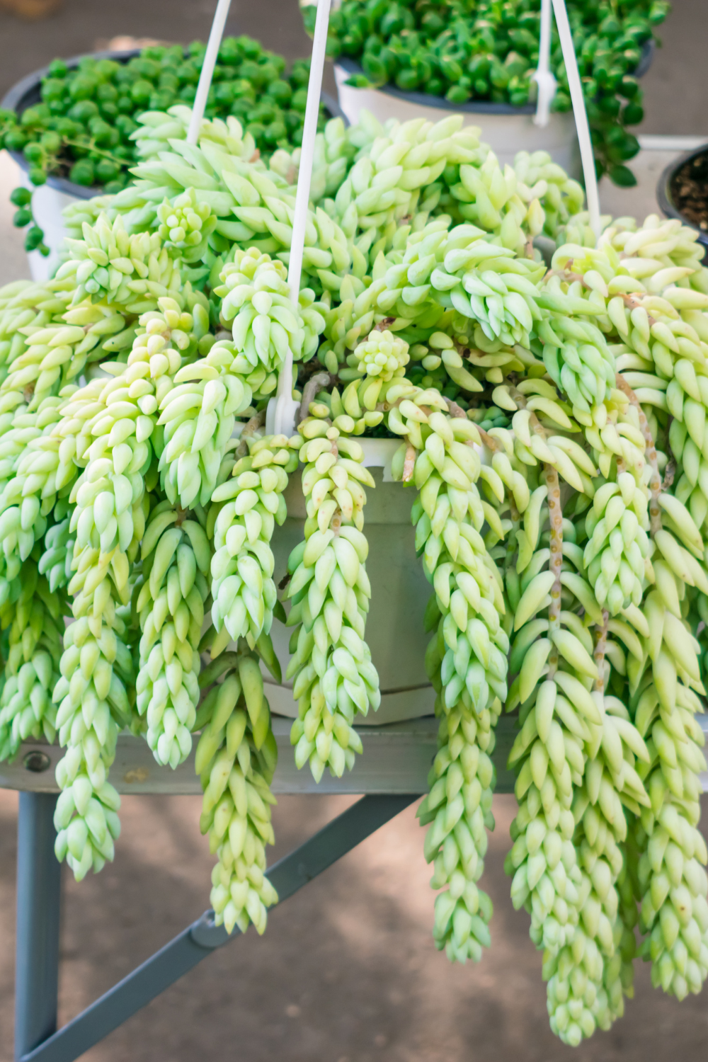 Amazing Types of Sedum Succulents to Grow - Blooming Anomaly