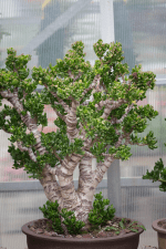 25 Popular Tall Succulent Types to Grow - Blooming Anomaly